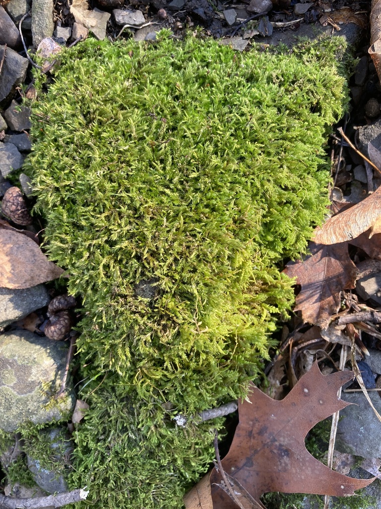 tree-skirt moss from Mynderse St, Saugerties, NY, US on January 2, 2024 ...