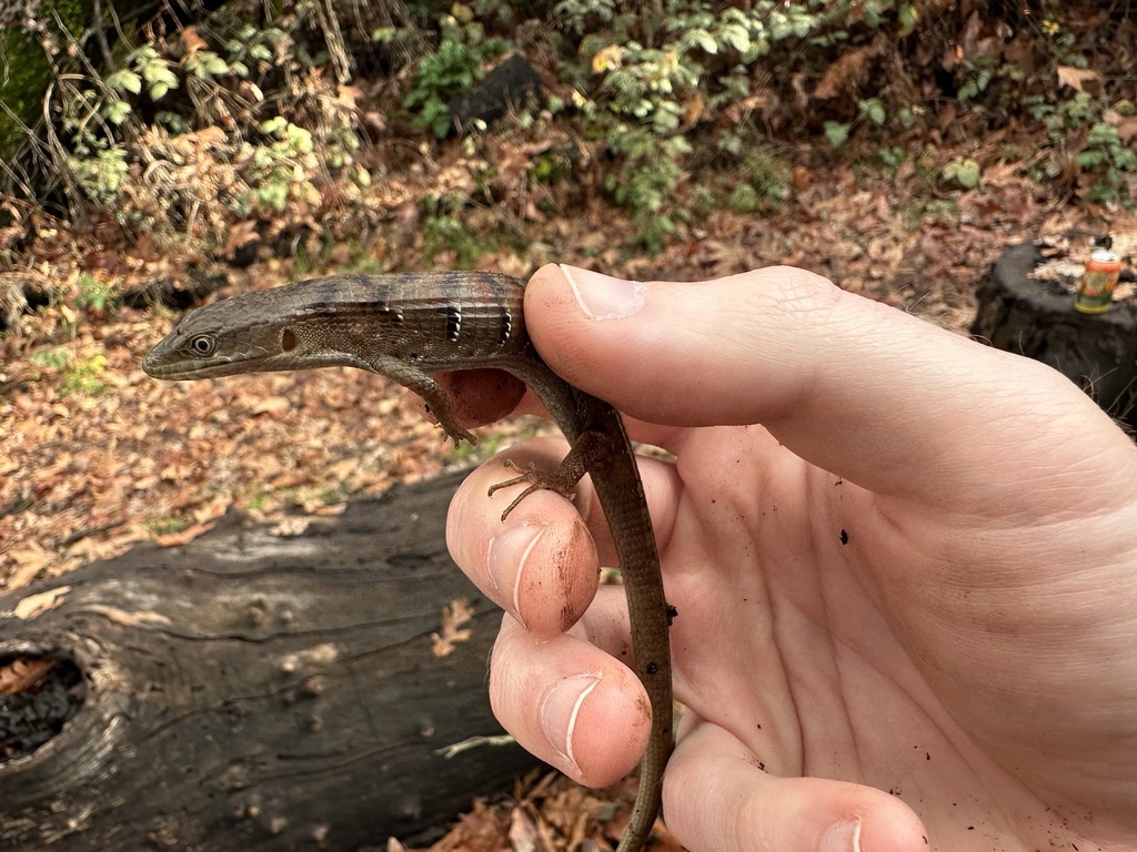 Southern Alligator Lizard from Chico, CA, USA on December 30, 2023 at ...
