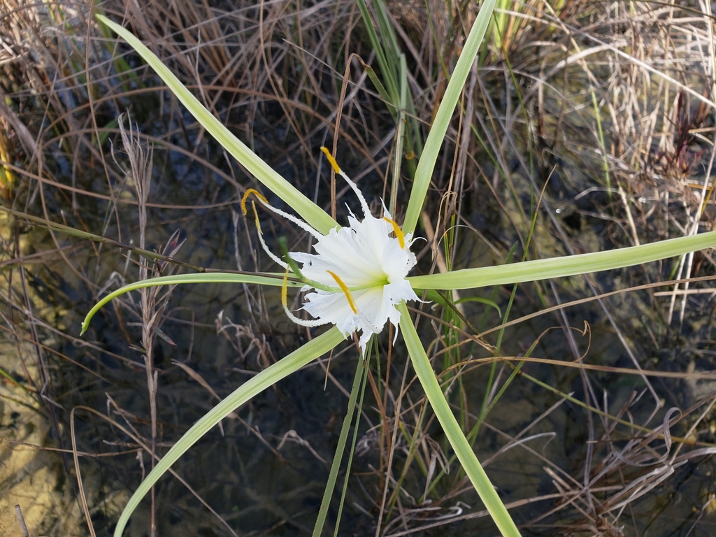 Alligator lily from Miami-Dade County, FL, USA on January 2, 2024 at 11 ...