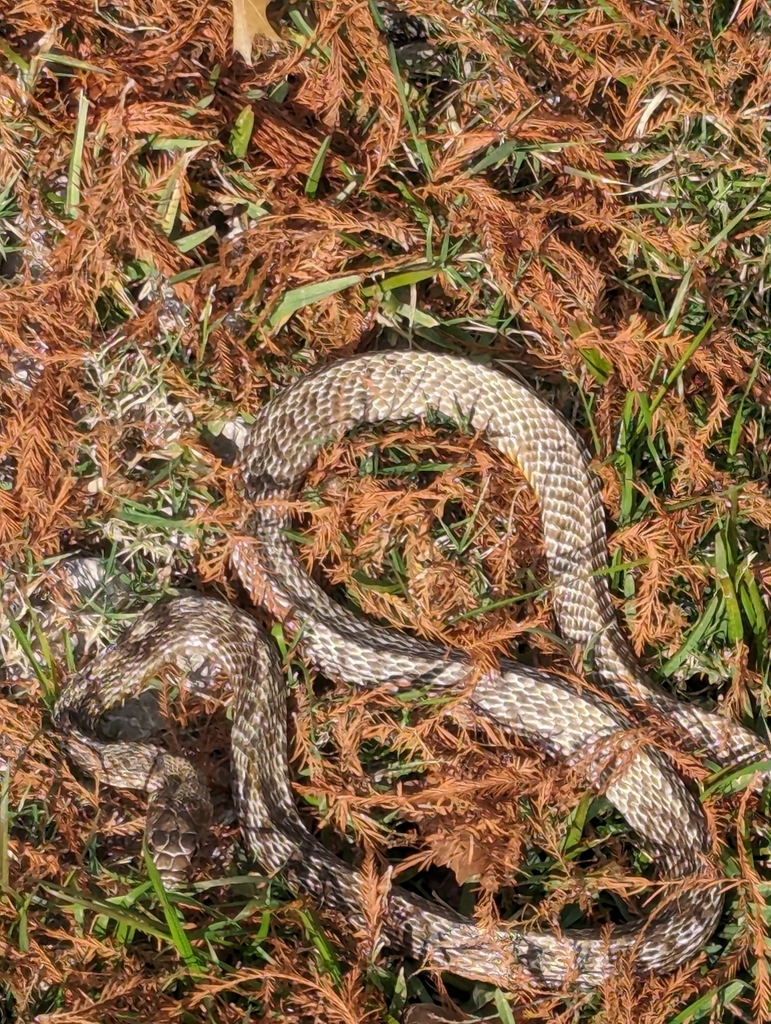 Coachwhip from Eagle Mountain Lake on January 2, 2024 at 11:22 AM by ...