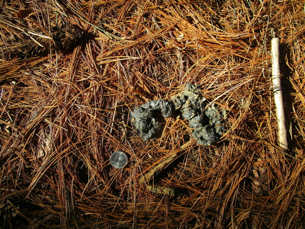 Owls from New Brunswick, NJ, USA on January 2, 2024 at 10:52 AM by ...