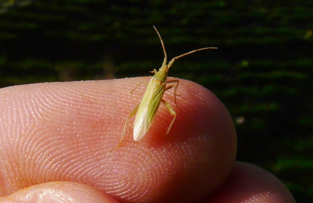 Three-spined Grass Bug from Woodbridge, Sherwood Park, Alberta on May ...