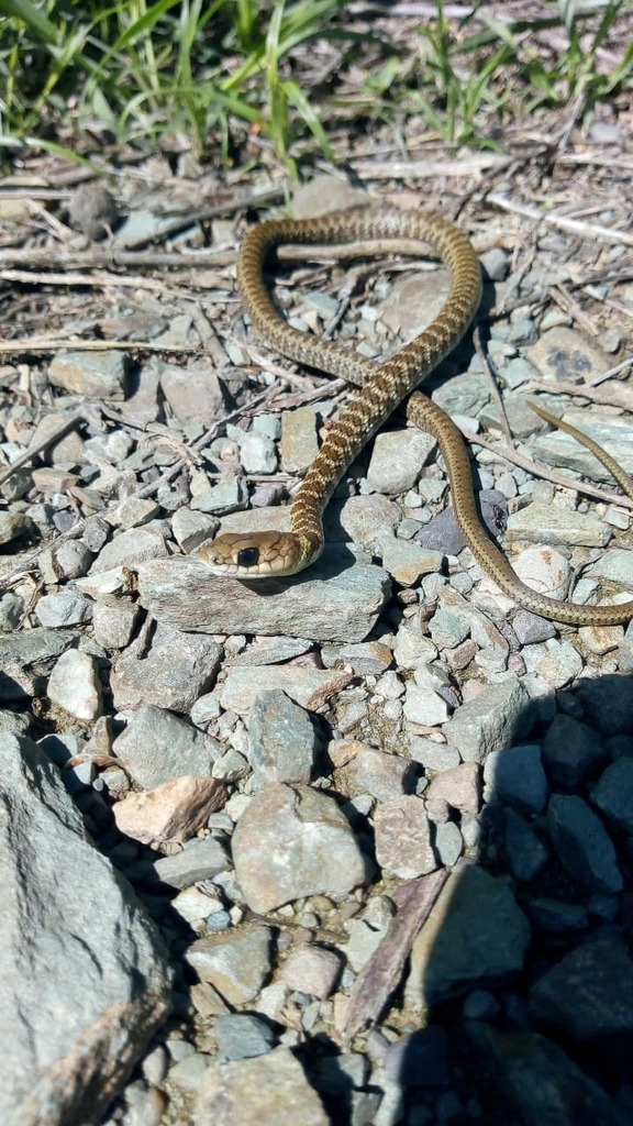 Jan's Green Racer from Rosario de Lerma, Salta, Argentina on December ...