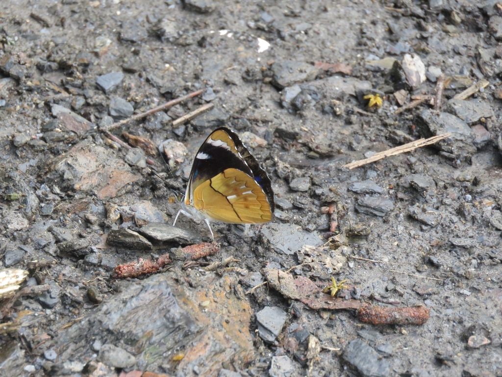 Vague Numberwings from Sud Yungas, BO-LP, BO on January 2, 2024 at 08: ...