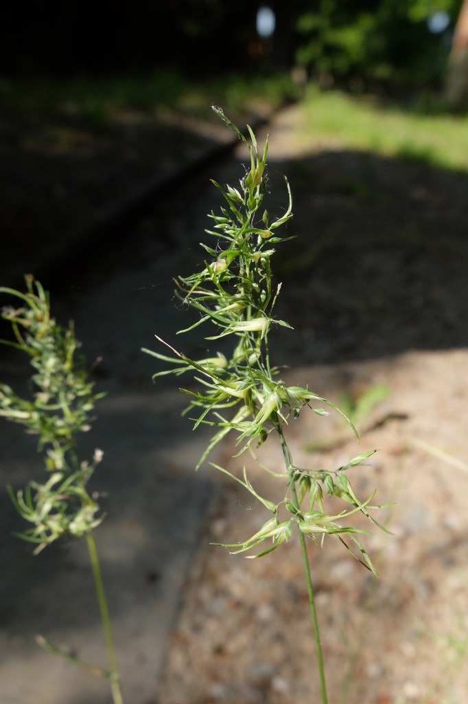 Bulbous Bluegrass in May 2023 by Michal Ducháček · iNaturalist