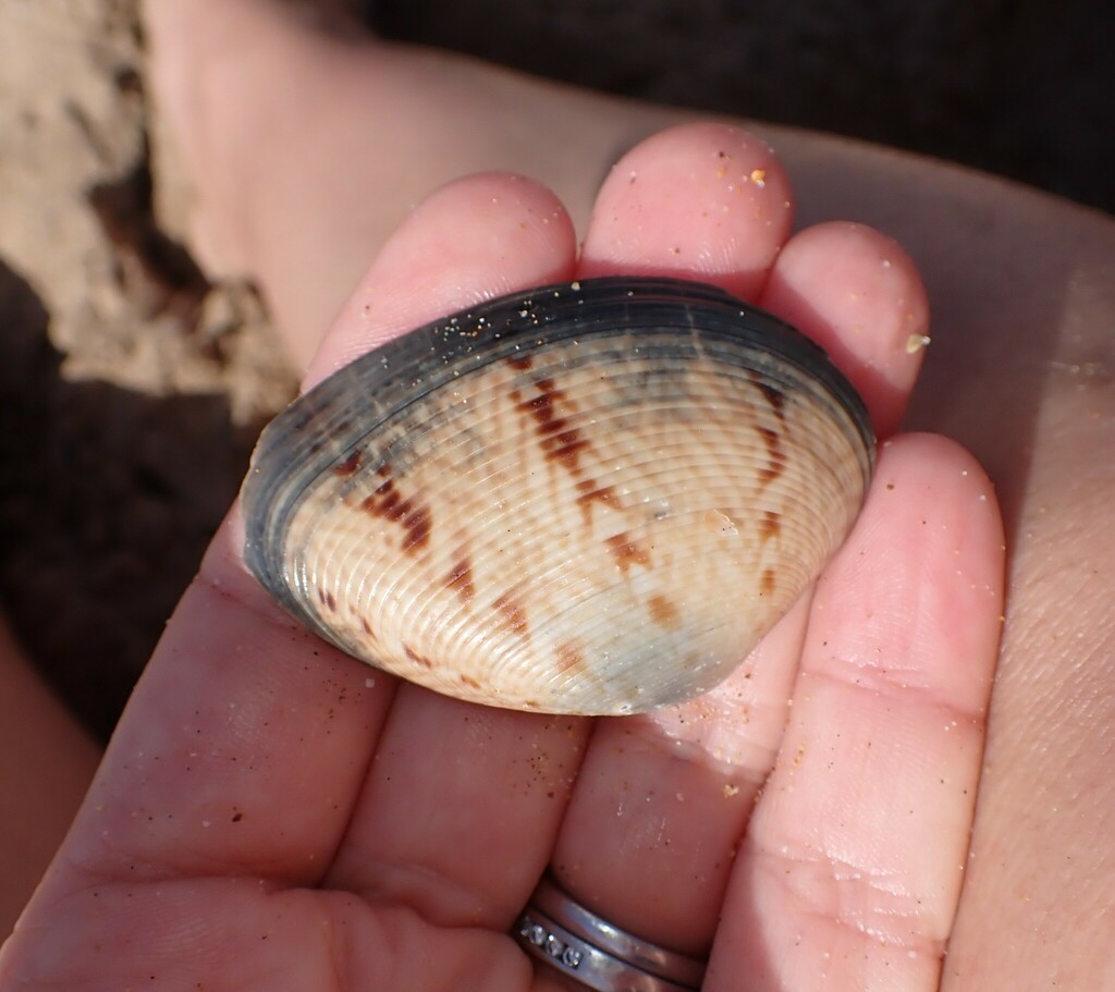 Polititapes durus from Agadir-Ida-Ou Tanane Province, Morocco on December 13, 2023 at 02:10 PM ...