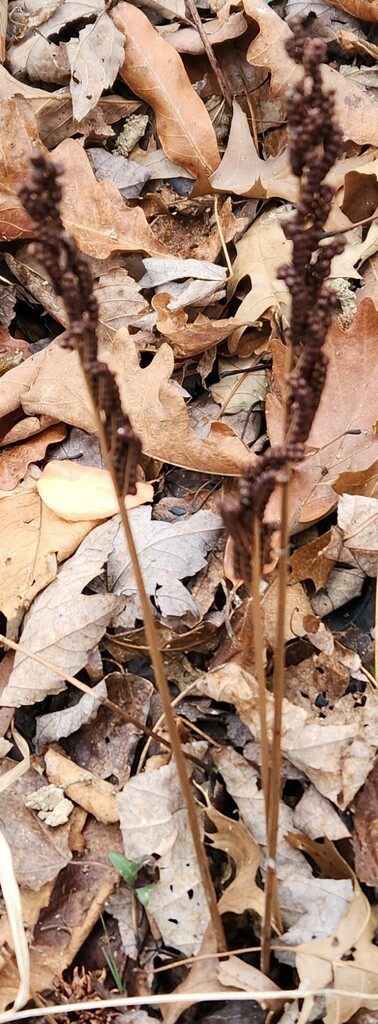 sensitive fern from Hopkins County, KY, USA on January 2, 2024 at 08:58 ...