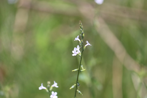 African Common Vervain (Variety Verbena officinalis africana ...