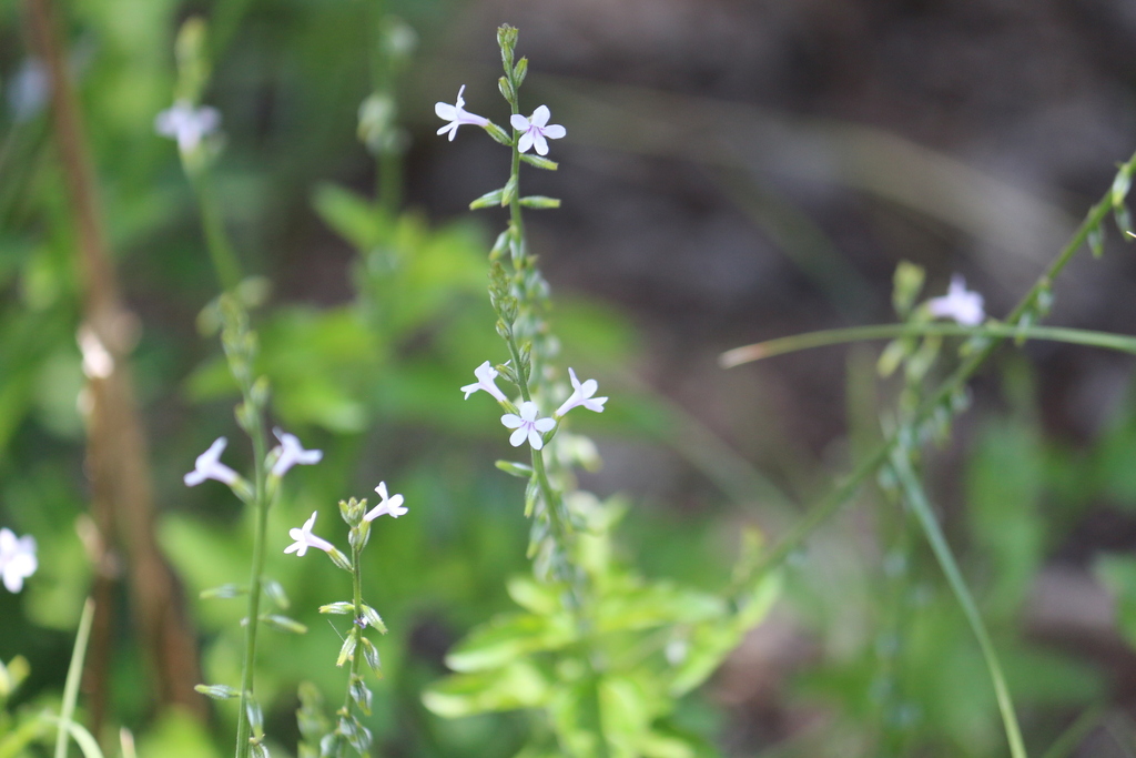 Verbena officinalis africana from Carletonville, 2499, South Africa on ...