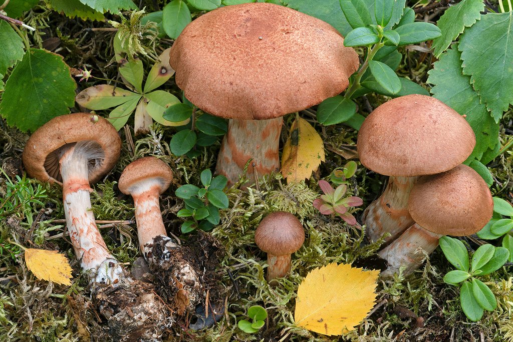 red-banded webcap from Kuusamo, Finlandia on August 17, 2017 at 05:12 ...