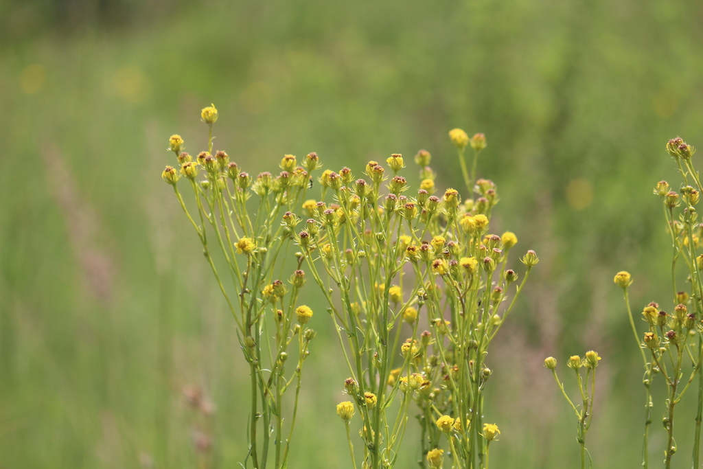 Swamp Ragwort from Carletonville, 2499, South Africa on January 2, 2024 ...