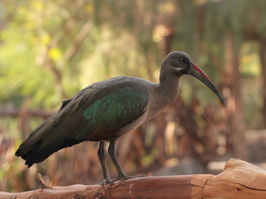 Hadada Ibis from Las Palmas, Spain on December 18, 2023 at 12:25 AM by ...