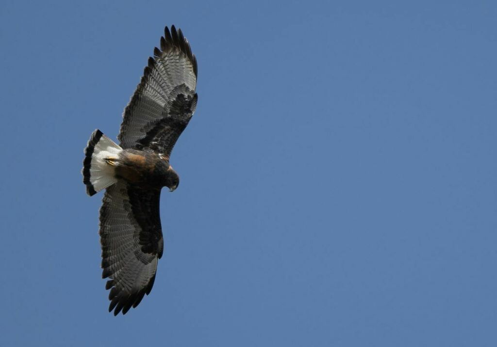 Variable Hawk from Urubamba Province, Peru on August 29, 2023 at 09:55 ...