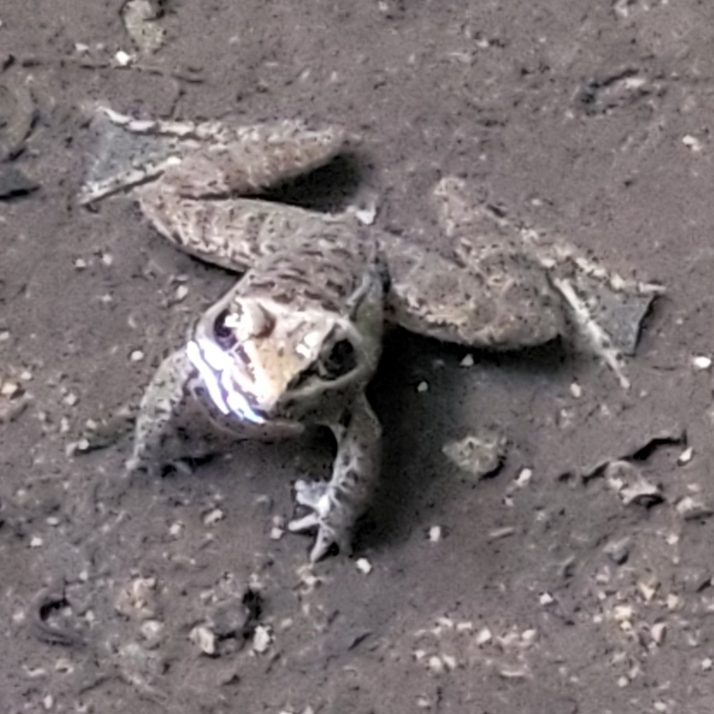 Highland Frog from La Maquina, Finca El Pilar, G7VJ+3R8, Antigua ...