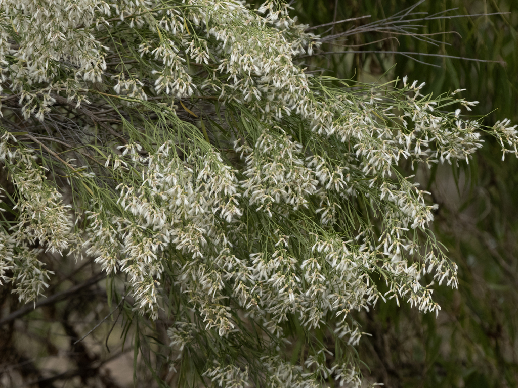 Poverty Weed from Oak Point Park and Nature Preserve on November 4 ...