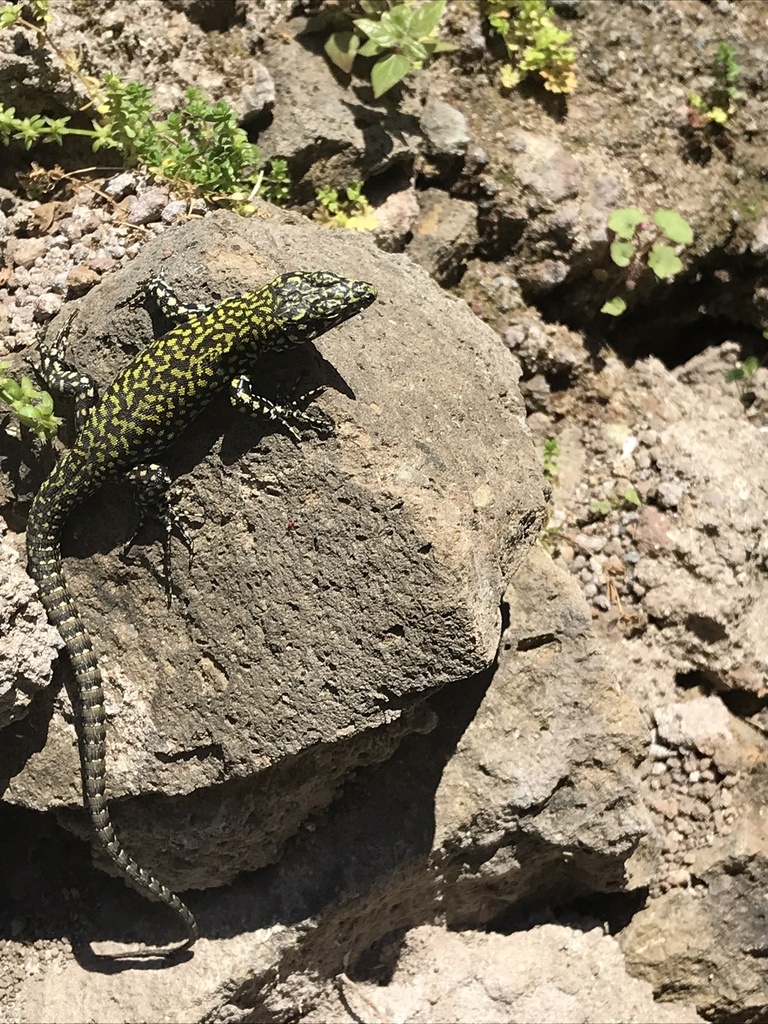 Common Wall Lizard from Roman Forum, Rome, Lazio, IT on March 28, 2019 ...