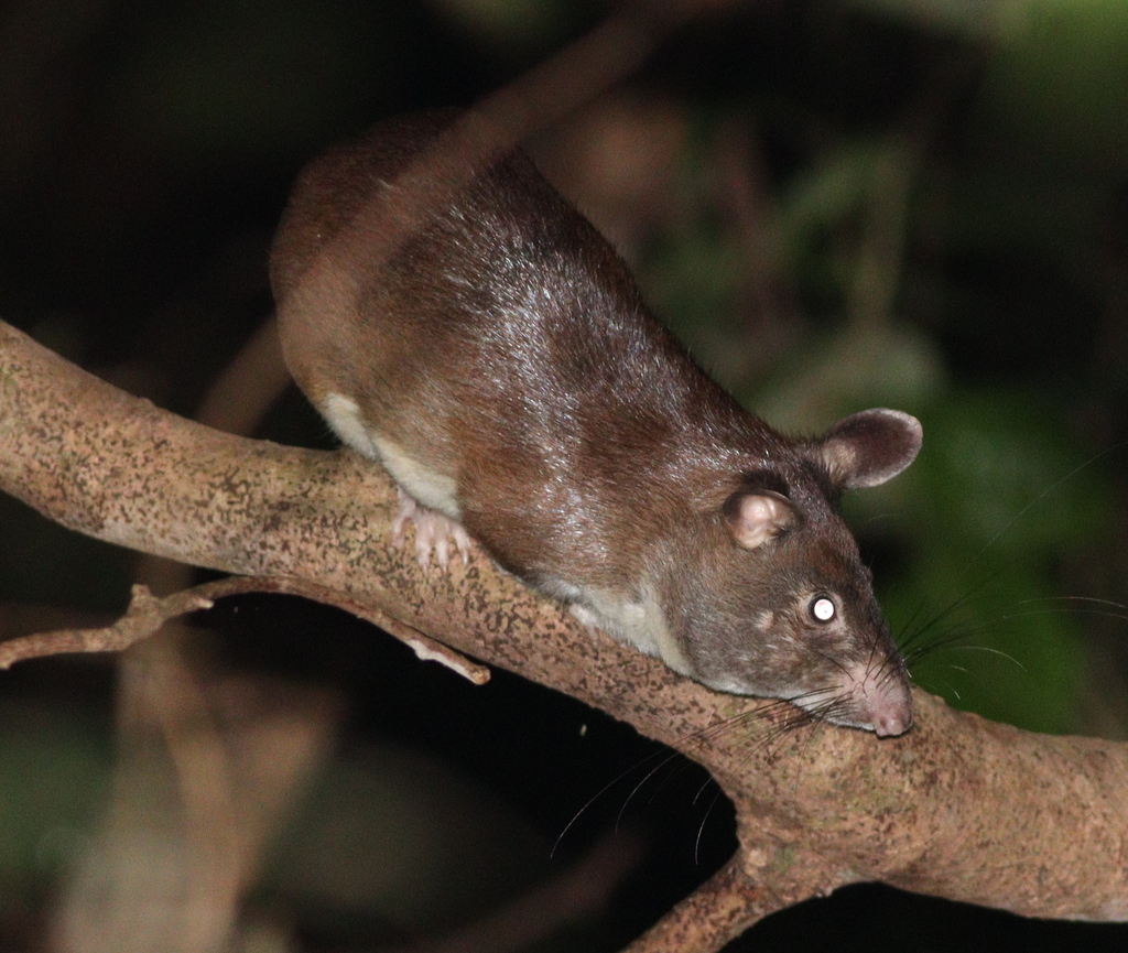 Forest Giant Pouched Rat from Twifo Hemang Lower Denkyira, Ghana on ...