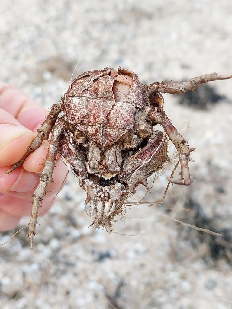 Pisa tetraodon from 50530 Lolif, Frankrijk on January 1, 2024 at 03:04 ...