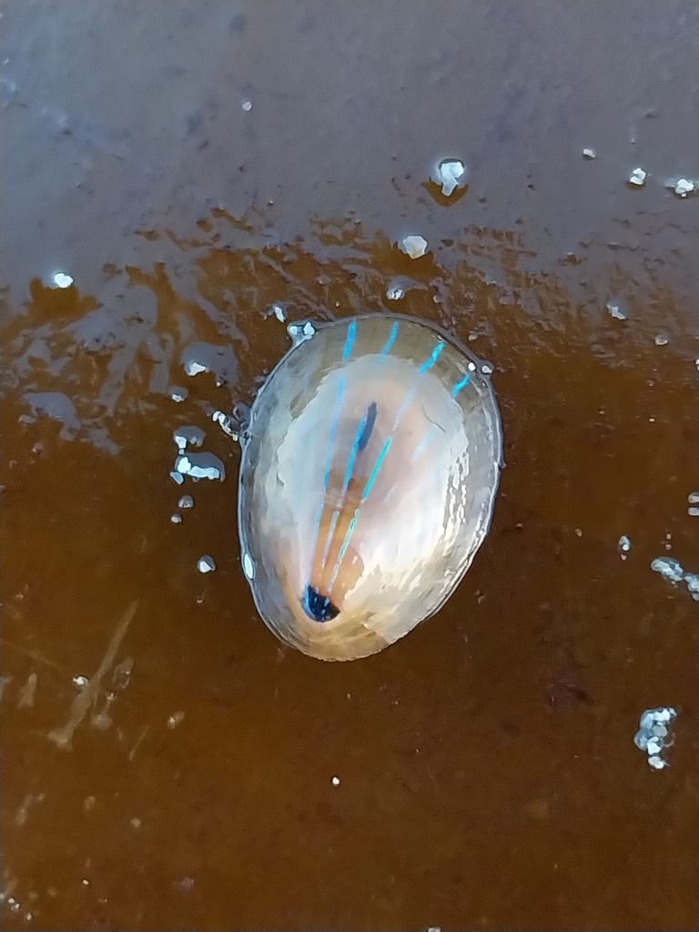 Blue-rayed Limpet from Frankrijk on January 2, 2024 at 04:59 PM by ...