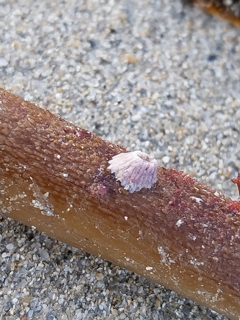 Balanidae from Frankrijk on January 2, 2024 at 05:05 PM by jonaspottier ...