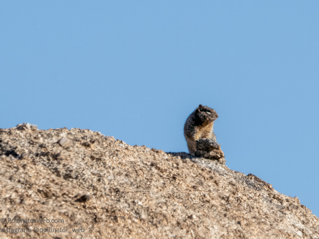 Rock Squirrel from Pinnacle Peak, Scottsdale, AZ, USA on January 2 ...