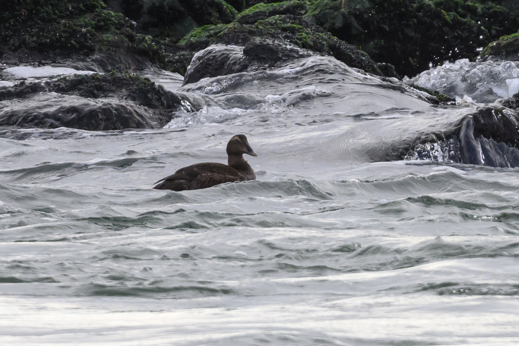 Common Eider from Worcester County, MD, USA on December 30, 2023 at 02: ...