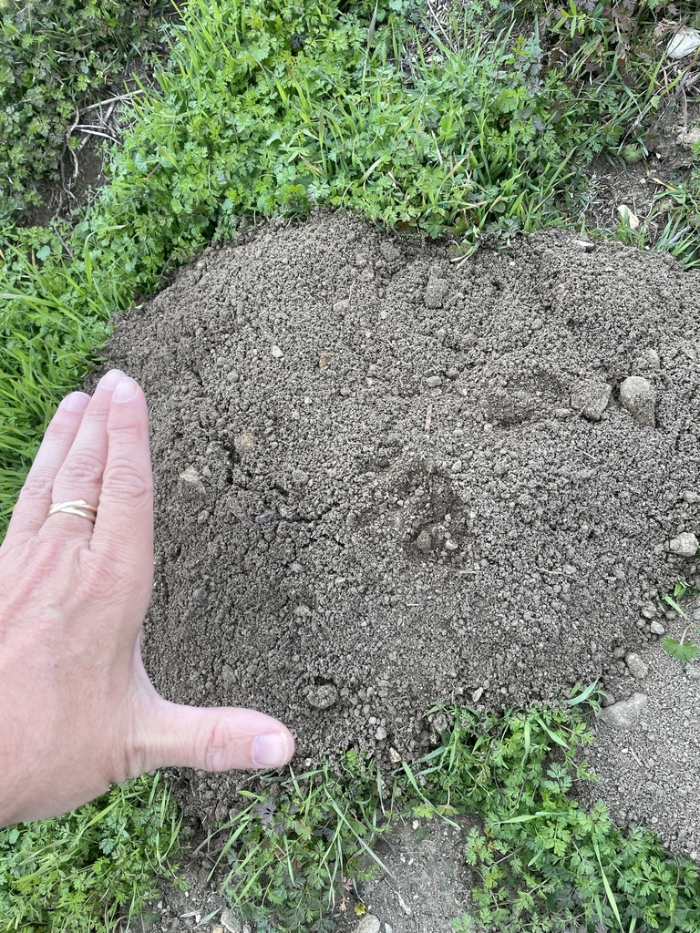 Plains Pocket Gopher from North, Arlington, TX, US on January 2, 2024 ...