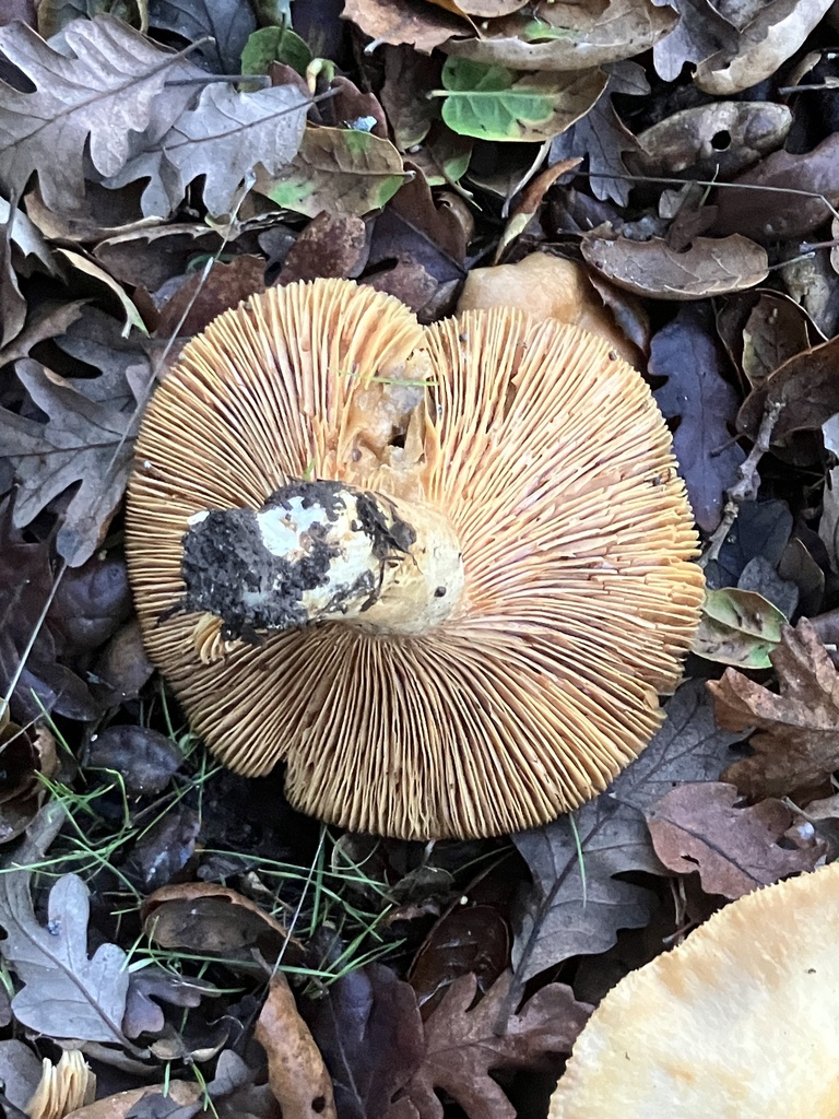 golden milkcap from Maddux Ranch Regional Park, Wikiup, CA, US on ...
