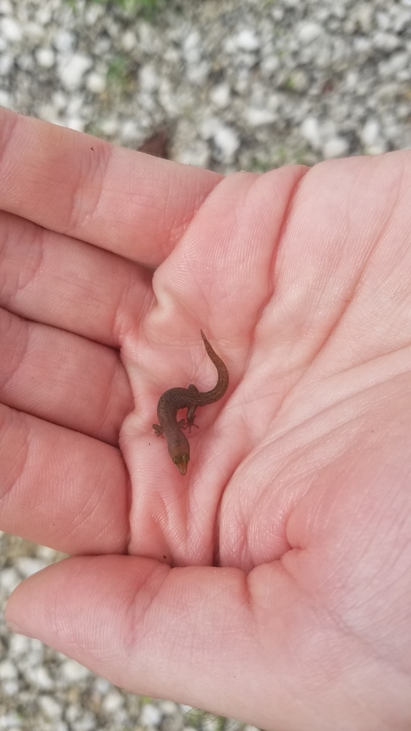 Cayman Least Gecko in January 2024 by sofiagglad · iNaturalist