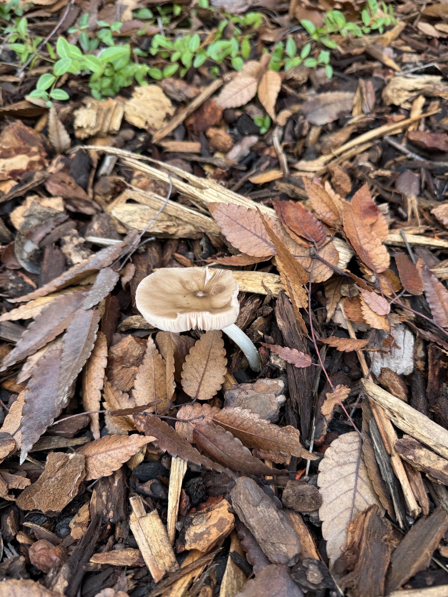 Bolbitius reticulatus - Netzaderiger Mistpilz