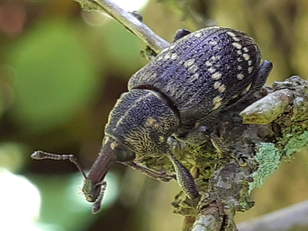 Large Pine Weevil from 37170 Uslar, Deutschland on June 19, 2020 at 02: ...