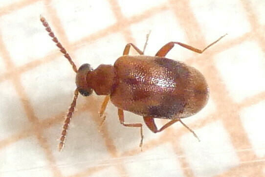Aderus populneus from München-Thalkirchen-Obersendling-Forstenried ...