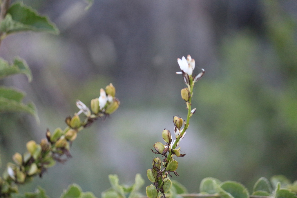 Chlorophytum bowkeri from West Rand District Municipality, South Africa ...