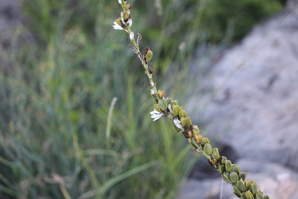 Chlorophytum bowkeri from West Rand District Municipality, South Africa ...