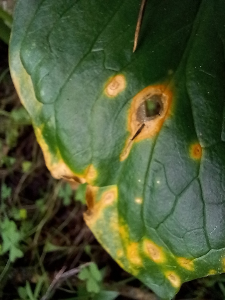 Phyllosiphon ari from Parque Florestal Monsanto on January 2, 2024 at ...