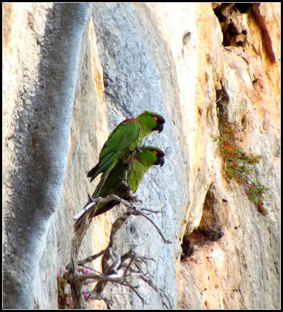 Maroon-fronted Parrot in May 2013 by Toño Hernández. Pajareando me ...