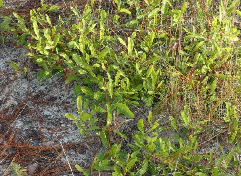 Gopher apple from Florida, Hernando, Perry Oldenburg Wildlife and ...