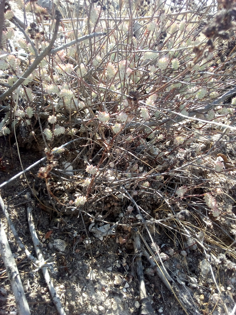 Villadia albiflora from Tehuacán, Pue., México on April 7, 2019 at 11: ...