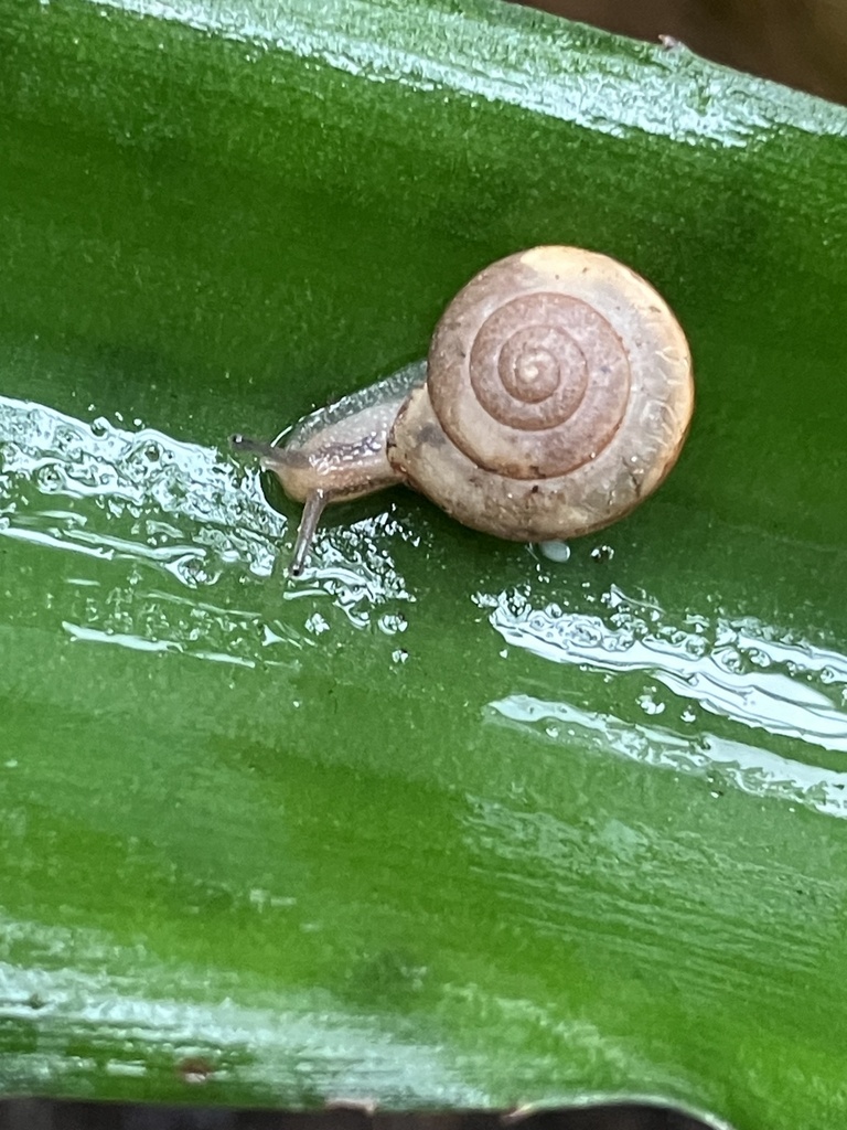 Asian Tramp Snail from Como Park Zoo & Conservatory, Saint Paul, MN, US ...