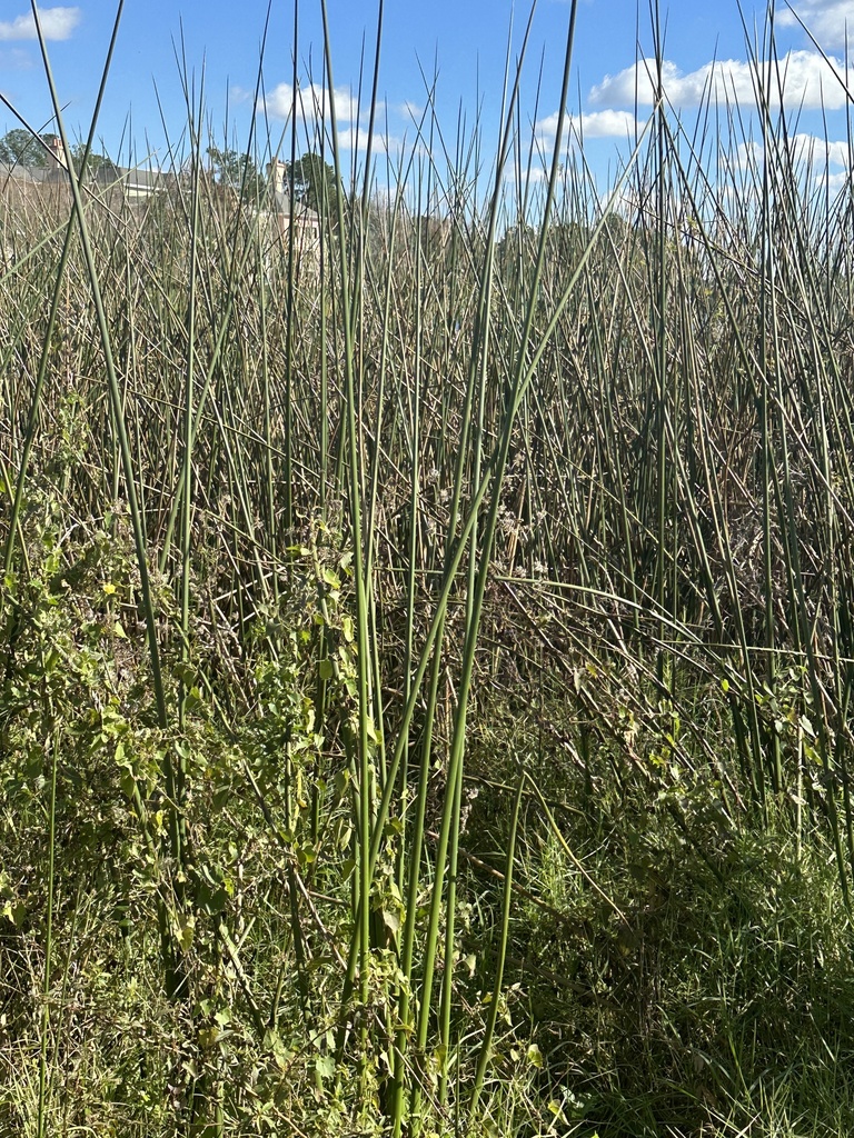 California bulrush from Disney Springs, Lake Buena Vista, FL, US on ...