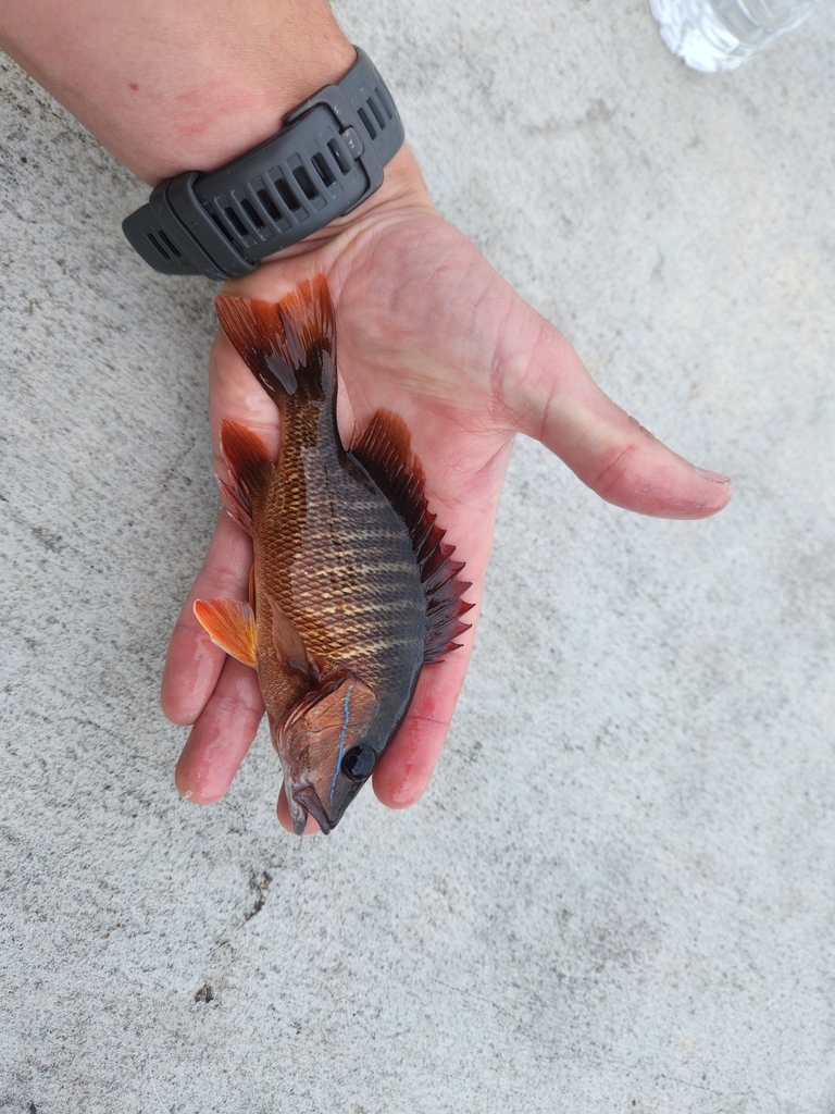 Dog Snapper from Delray Beach, FL 33483, USA on January 2, 2024 at 03: ...