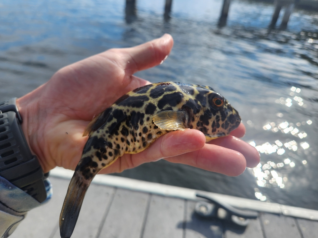 Checkered Puffer from SE 6TH AVE at SE 10TH ST, Delray Beach, FL 33483 ...