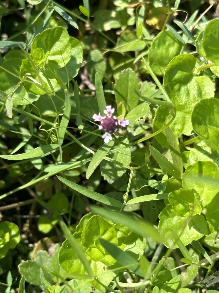 turkey tangle frogfruit from Walt Disney World, Bay Lake, FL, US on ...