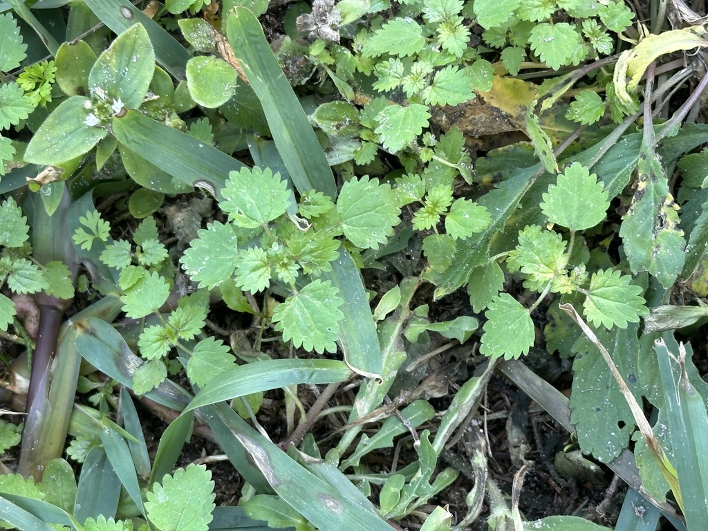 heartleaf nettle from Walt Disney World, Bay Lake, FL, US on December ...