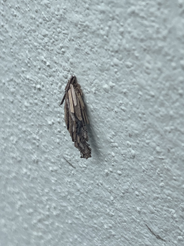 Bagworm Moths from Inagua, The Bahamas on December 10, 2023 at 03:46 PM ...
