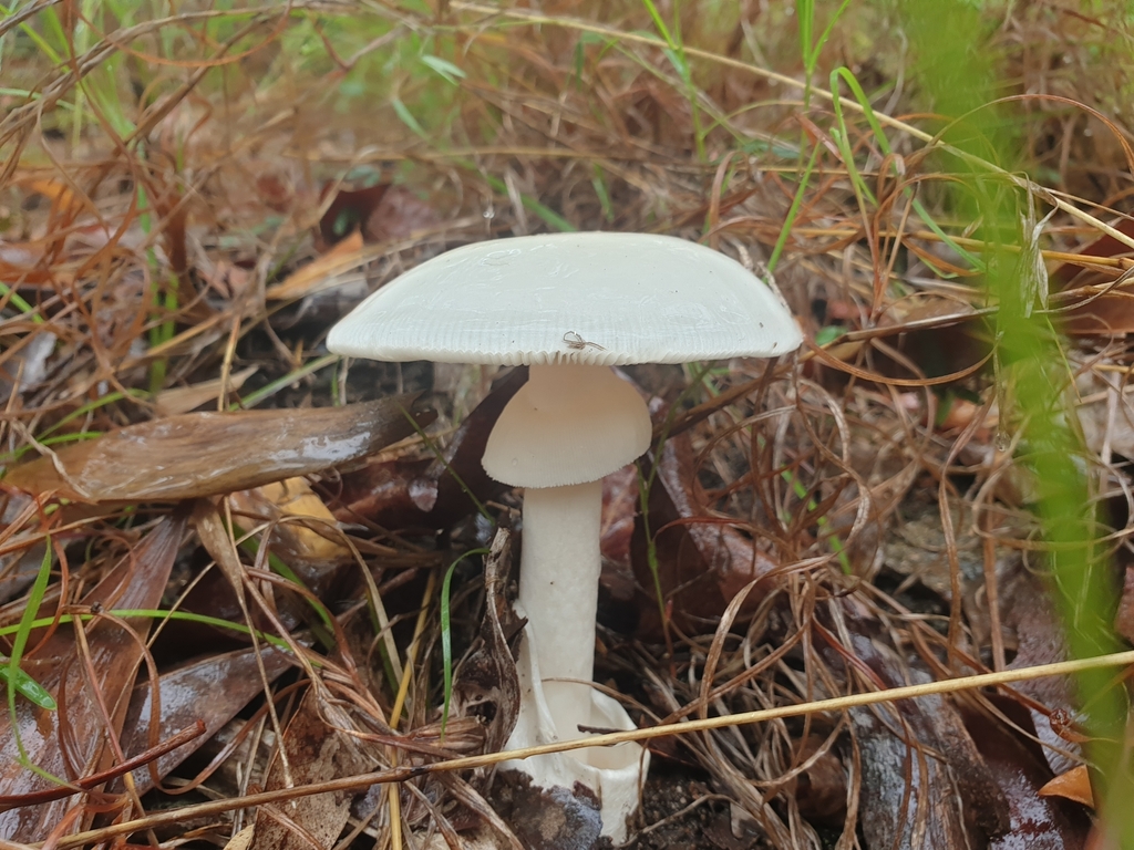 Great White Slender Caesar from Bardon QLD 4065, Australia on January 2 ...