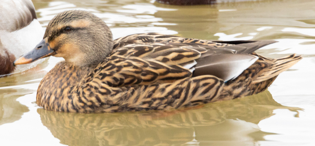 Mallard from Centerville, OH, USA on January 2, 2024 at 05:10 AM by ...