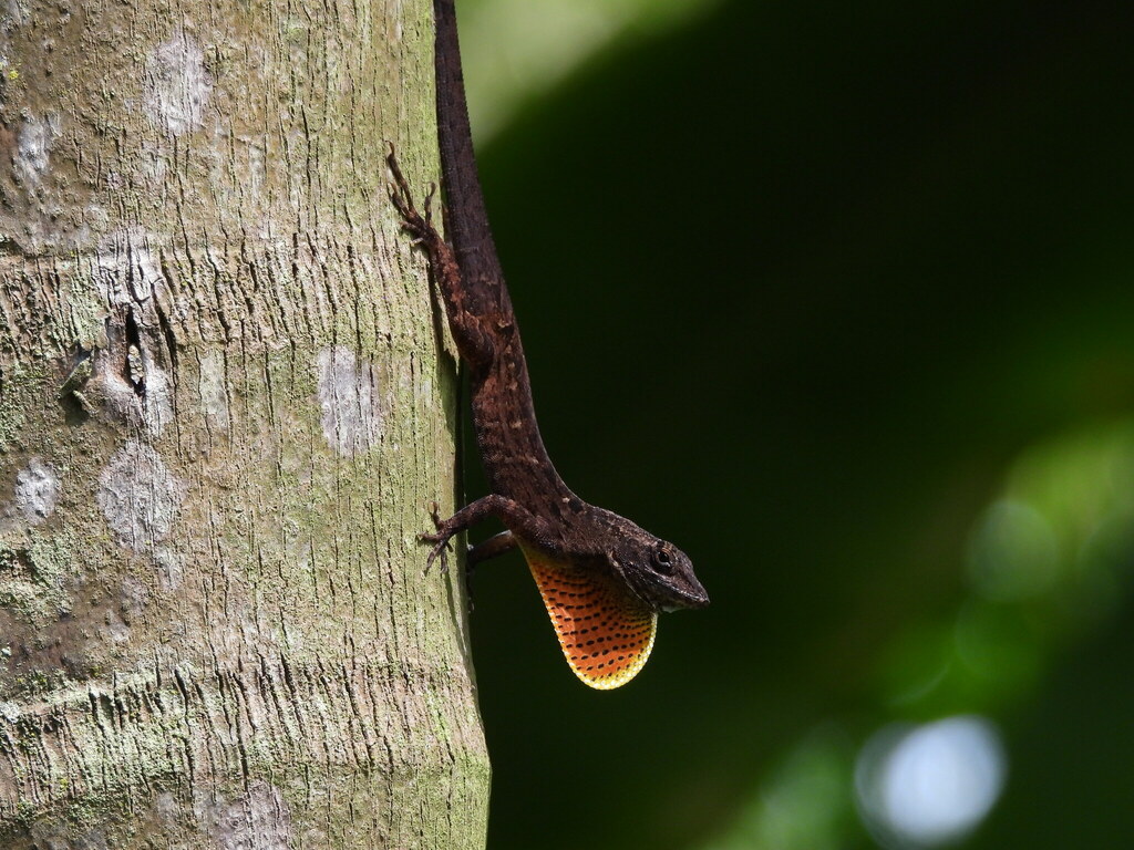 Brown Anole from 18 Marina Gardens Dr, Gardens by the Bay, Singapore ...