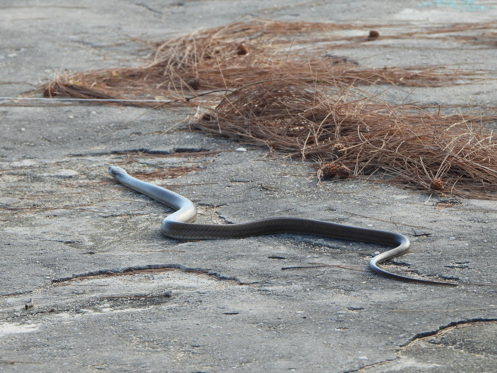Puerto Rican Racer from Guayanilla, Puerto Rico on January 2, 2024 at ...