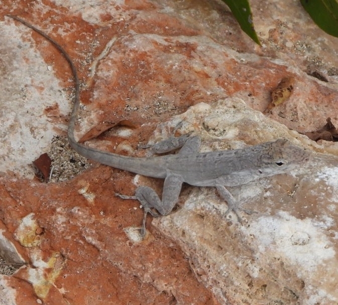 Cook's Anole in January 2024 by Tate Putman · iNaturalist